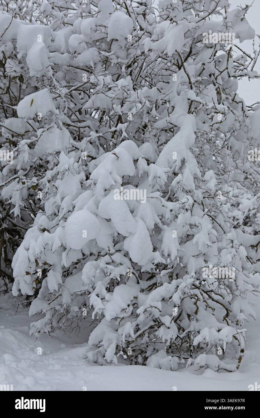 Snow photo of shrubs with snow-covered branches Stock Photo - Alamy