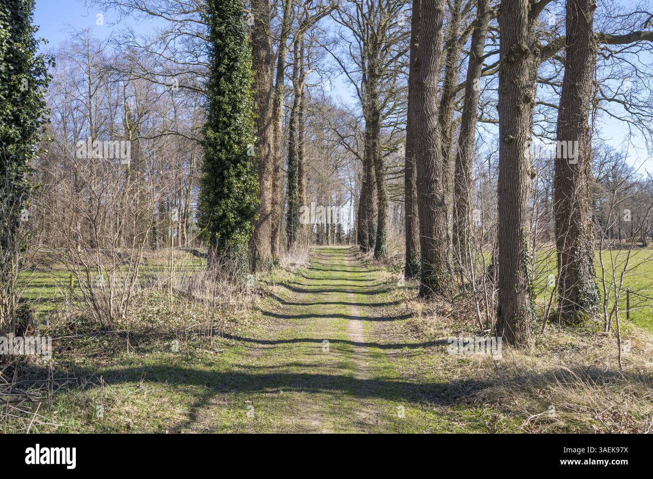 Dirt road stretching through a forest with tall trees covered in ivy in ...