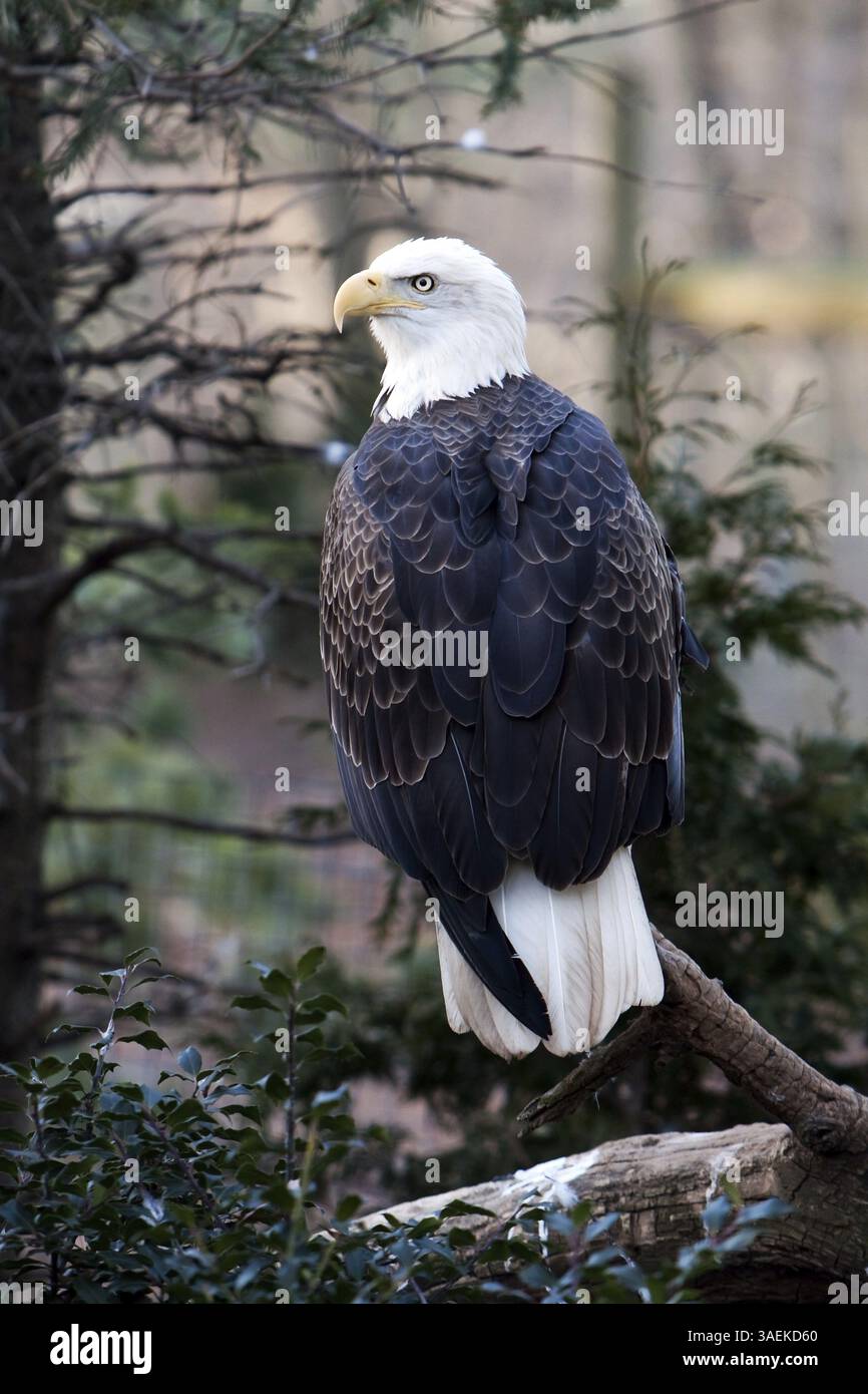 View of the back of an American Bald Eagle sitting on branch looking to ...