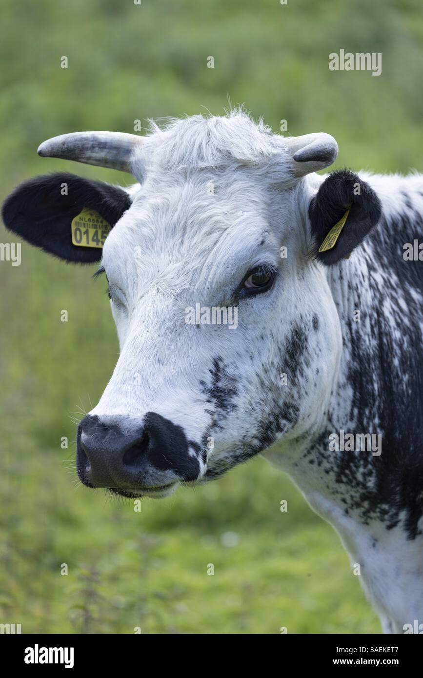 Black and white spotted cow grazing on a lush, green, natural meadow ...