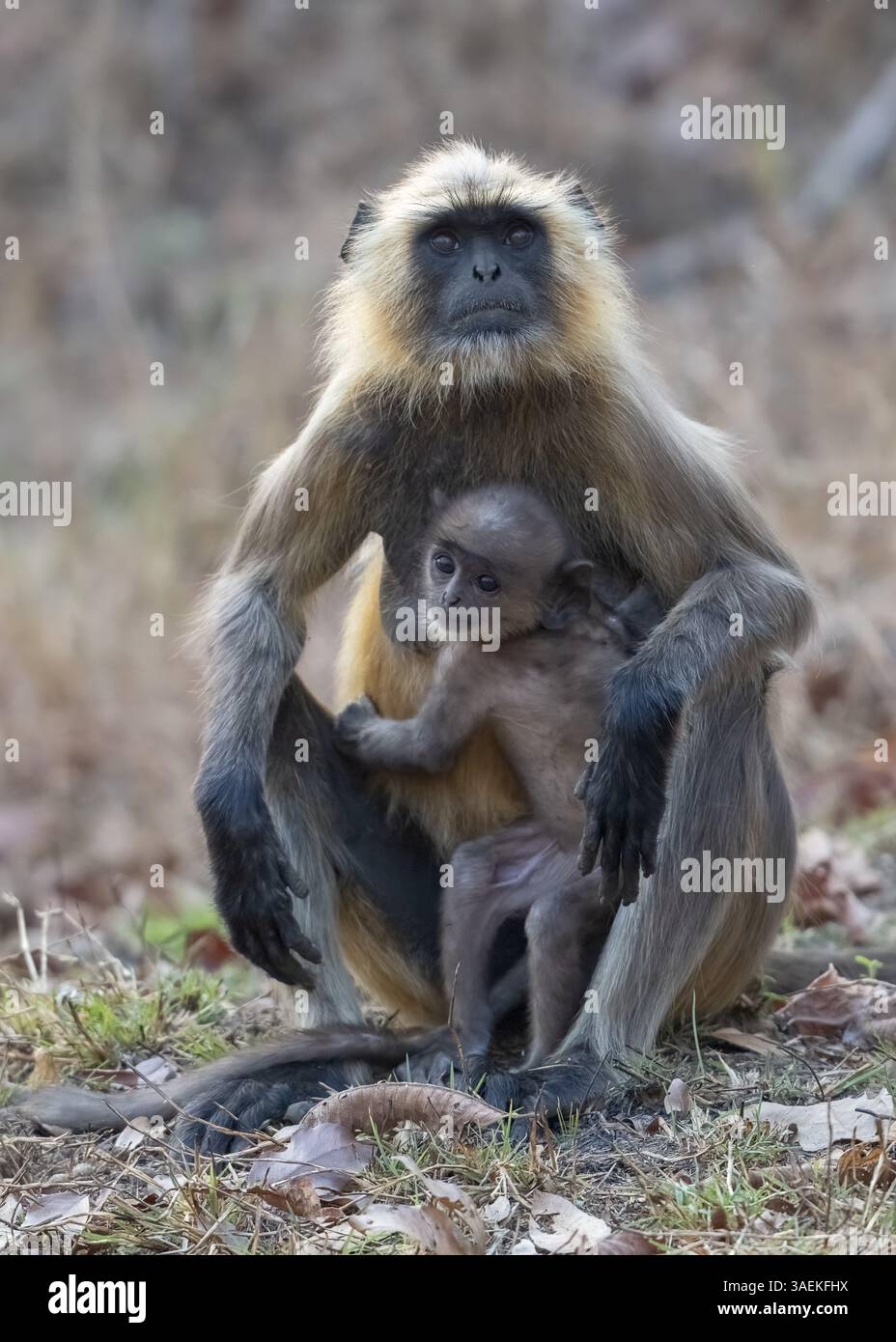 Northern plains gray langur (Semnopithecus entellus), primate, with ...