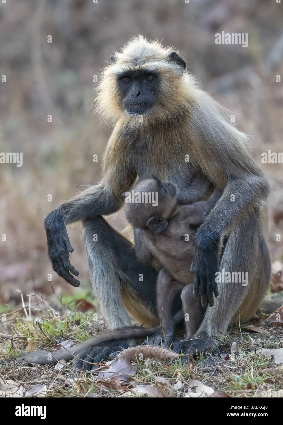 Northern plains gray langur (Semnopithecus entellus), primate, with ...