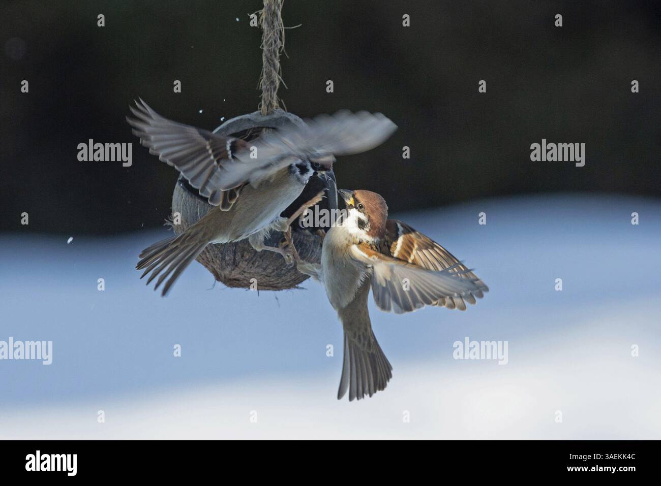 Tree sparrow two birds with open wings hanging on feeding dish facing ...