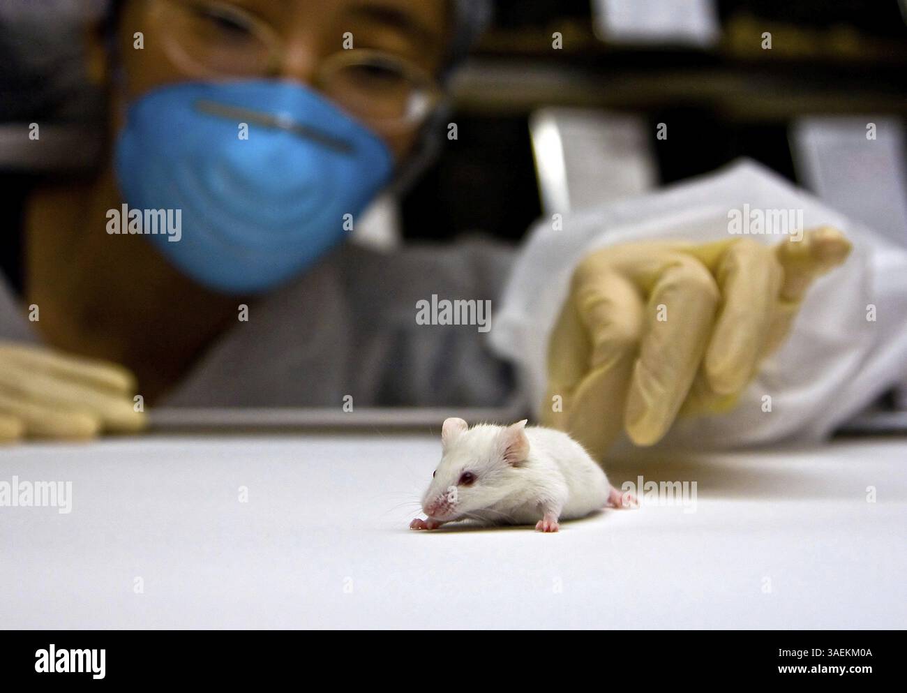 Rat wearing clothes hi-res stock photography and images - Alamy
