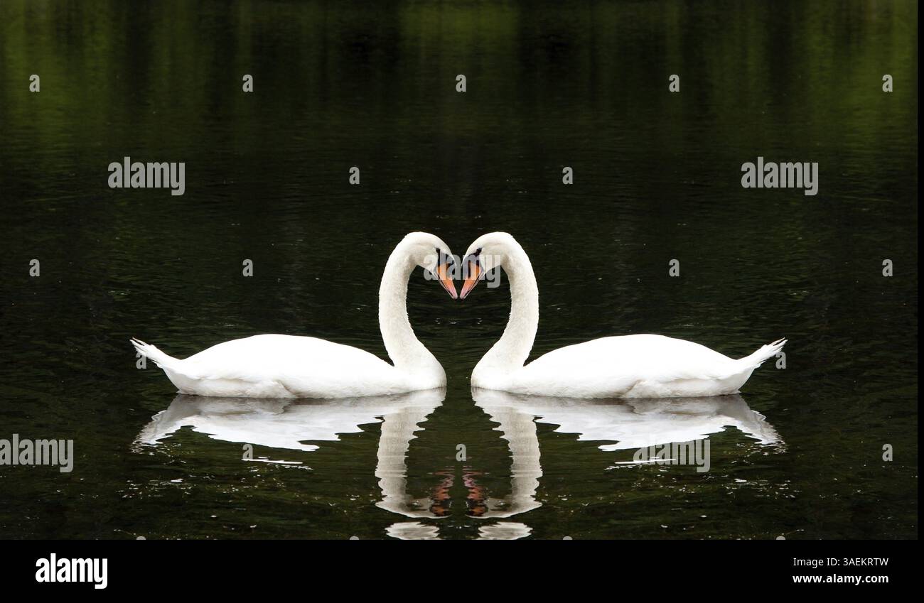 Two beautiful white swans romantically together creating a heart shape ...