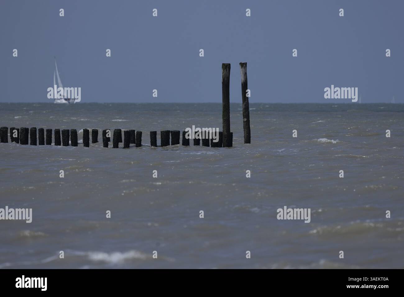 Sea view with sailing boat and wooden piles, groyne, Groede, Zeeland ...