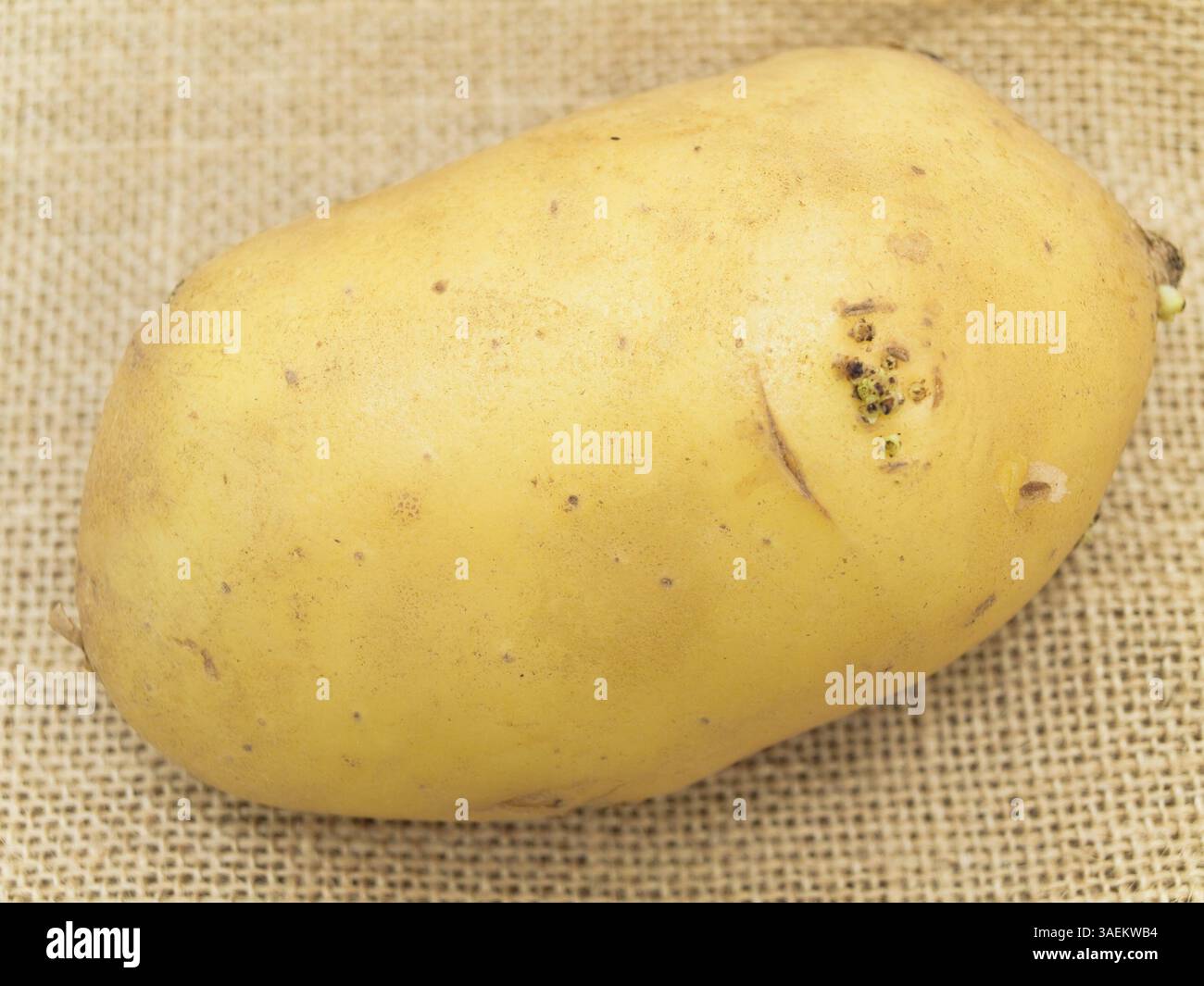 Close up single potato at the brown linen Stock Photo - Alamy