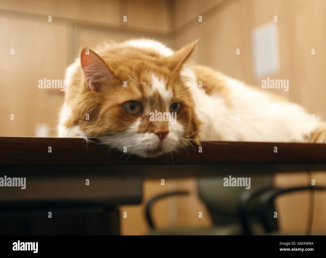 Total knee replacement hi-res stock photography and images - Alamy