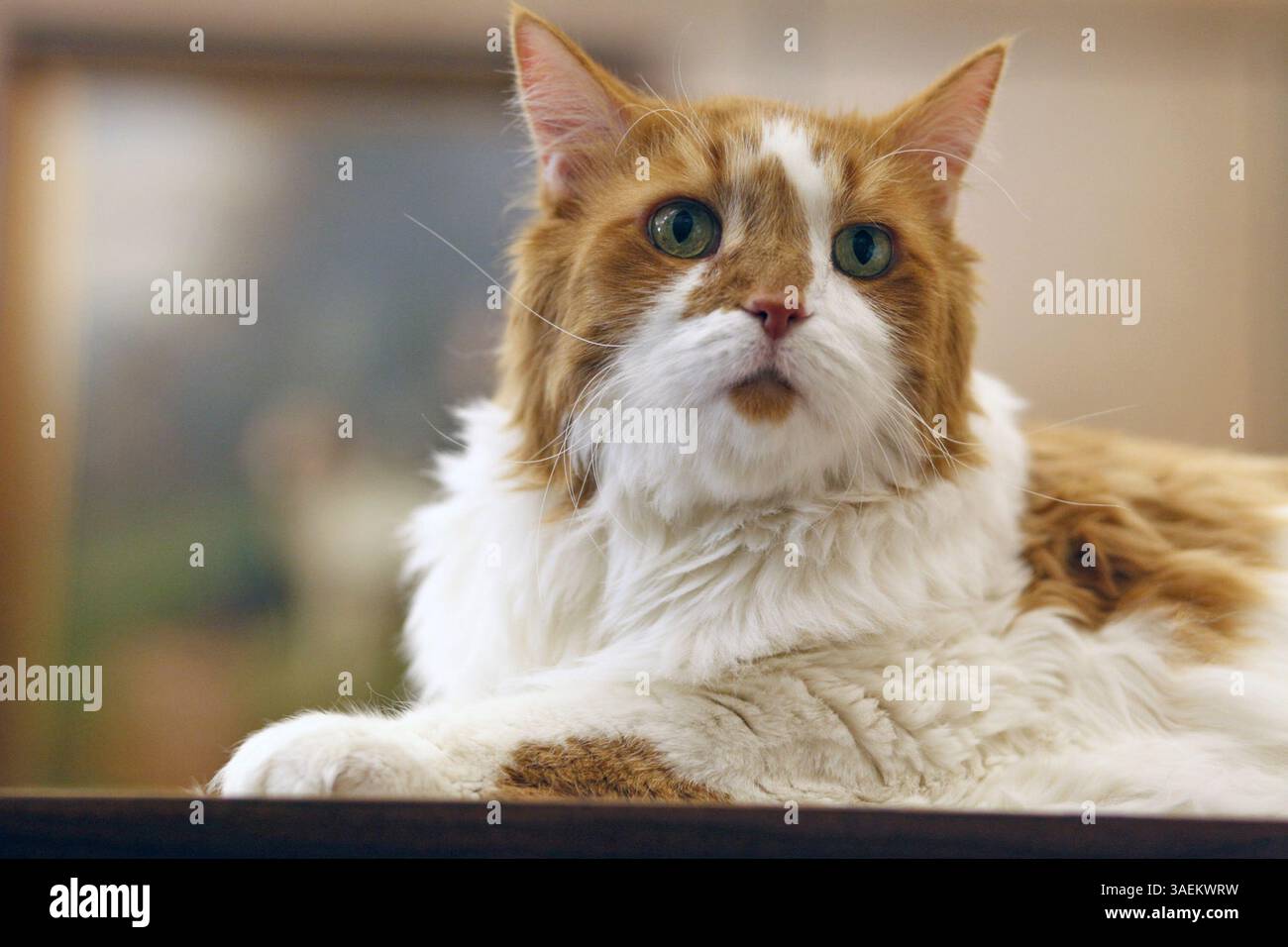 Jan. 25, 2012 - Raleigh, NC, USA - Cyrano, a ten-year-old tabby, seen ...