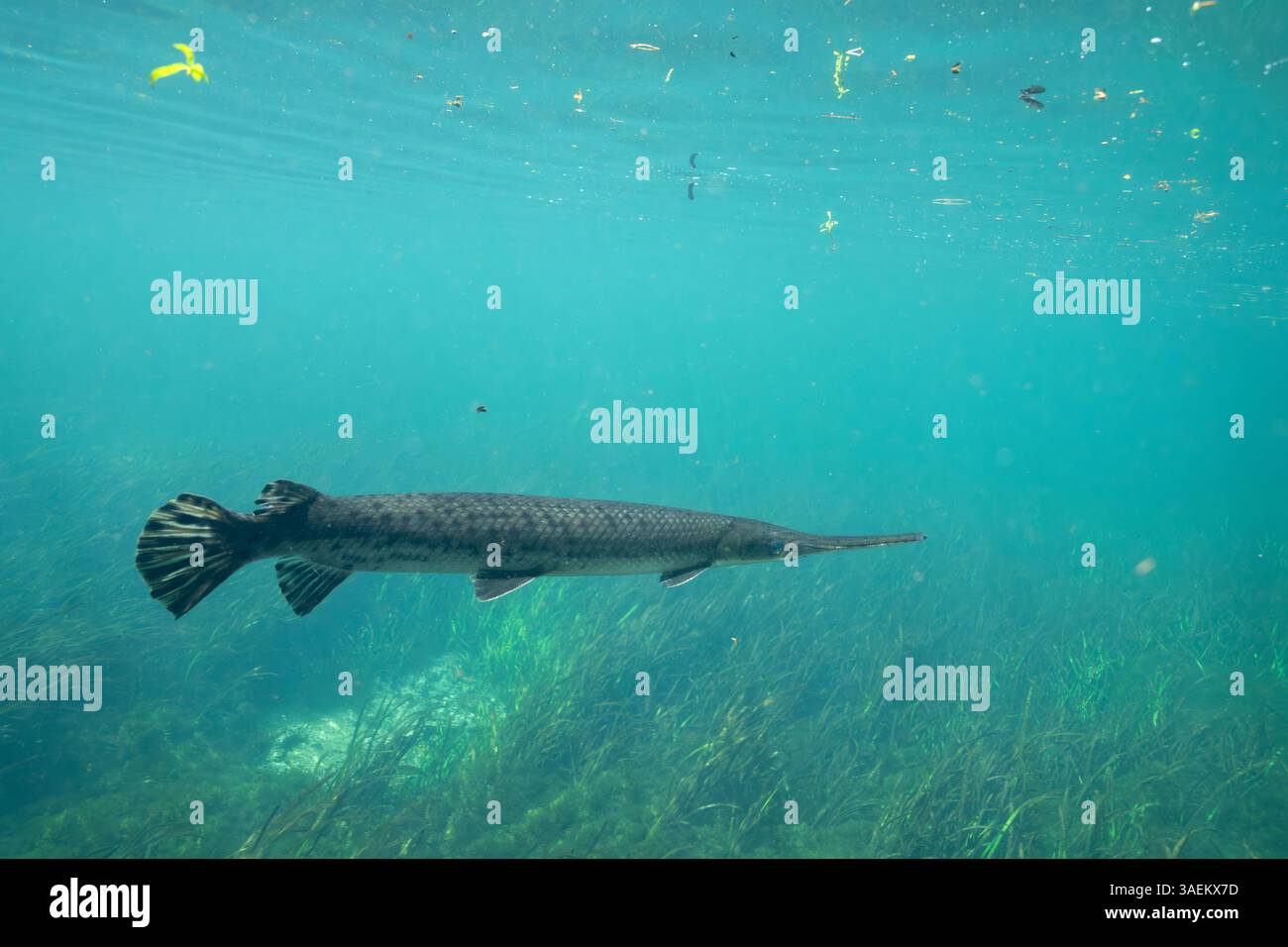 Longnose gar swimming in open water Stock Photo - Alamy