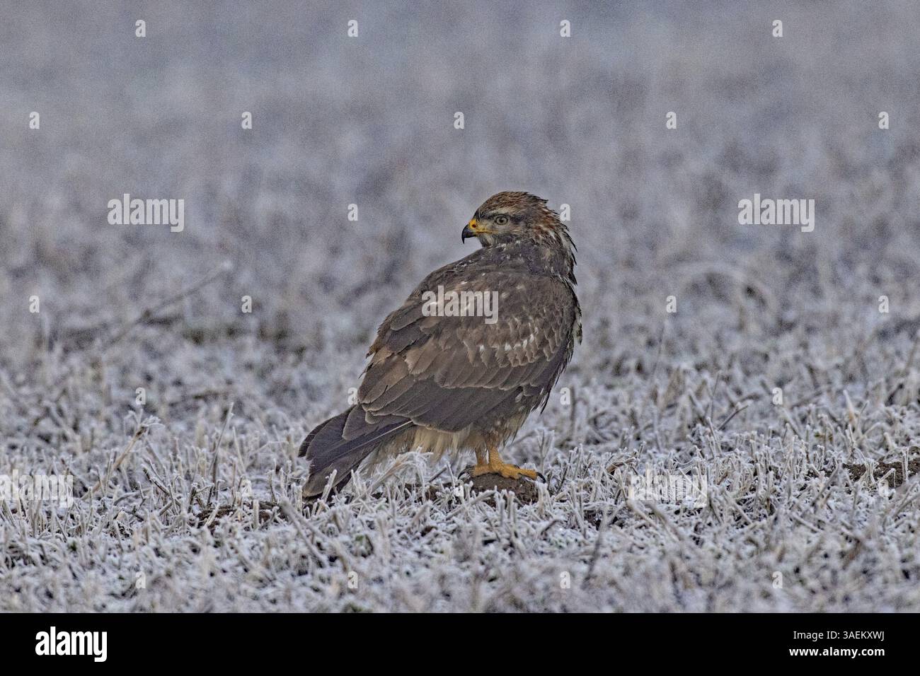 Common buzzard standing in ripened field looking back left Stock Photo ...