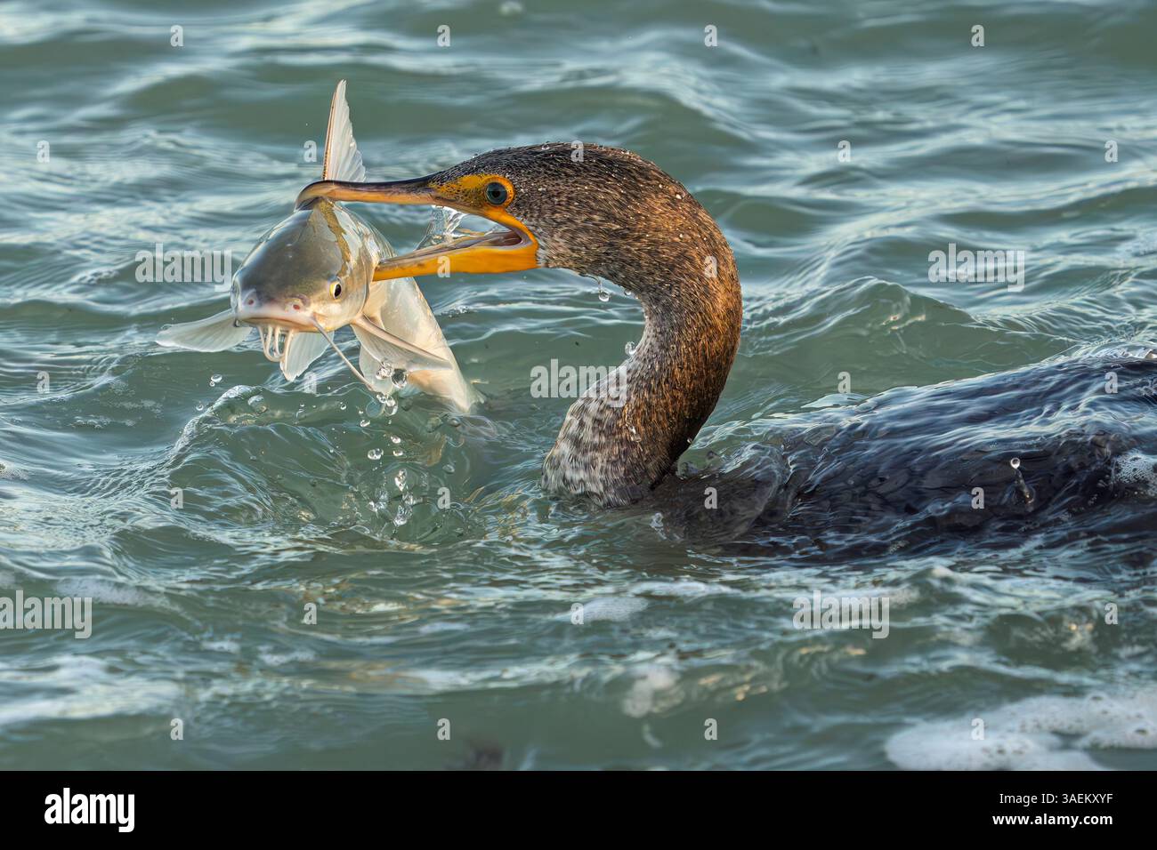 Vero Beach, Florida, USA. 6th Apr, 2025. A cormorant, a diving bird ...
