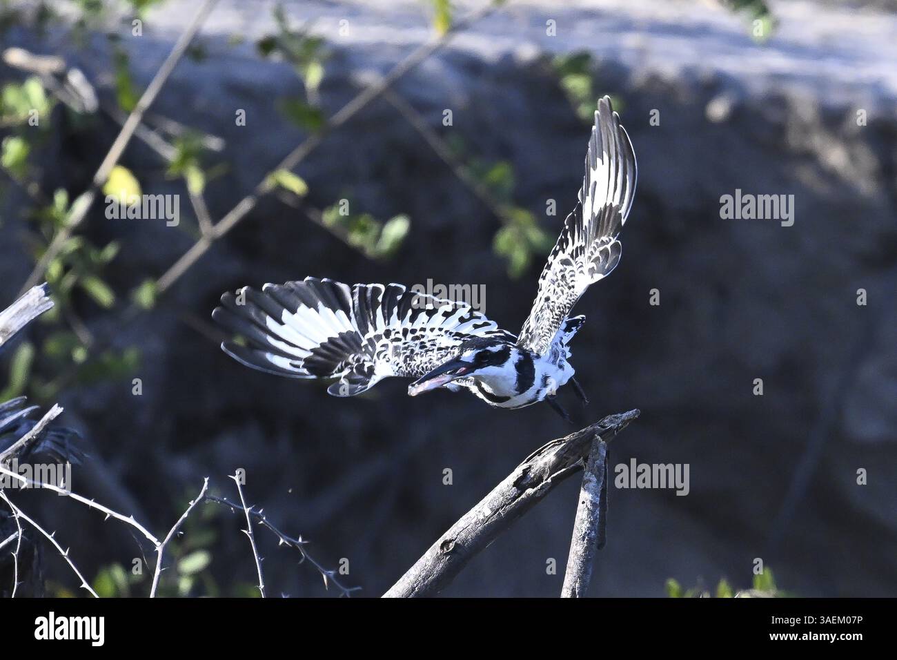 Grey Kingfisher (Ceryle rudis) with prey fish in its beak, Okavango ...