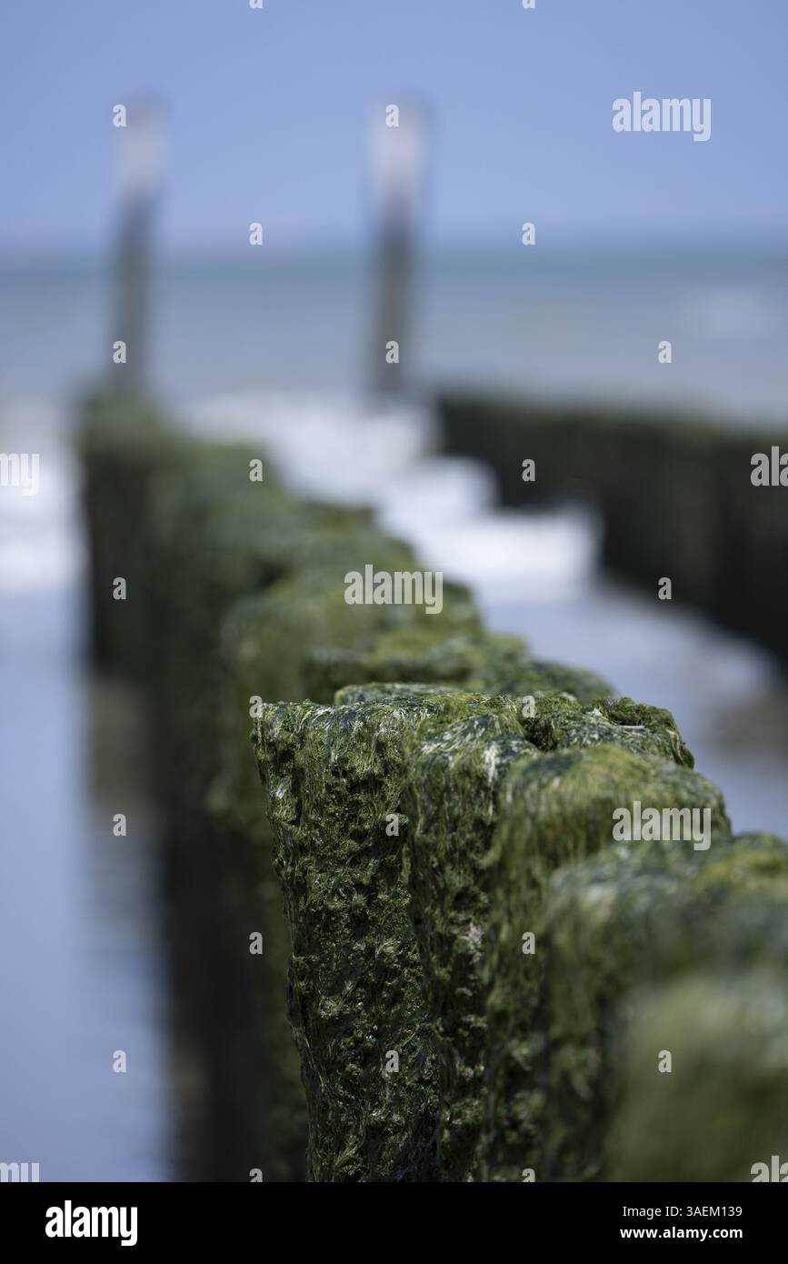 Algae-covered wooden piles, groyne on the beach photographed with depth ...