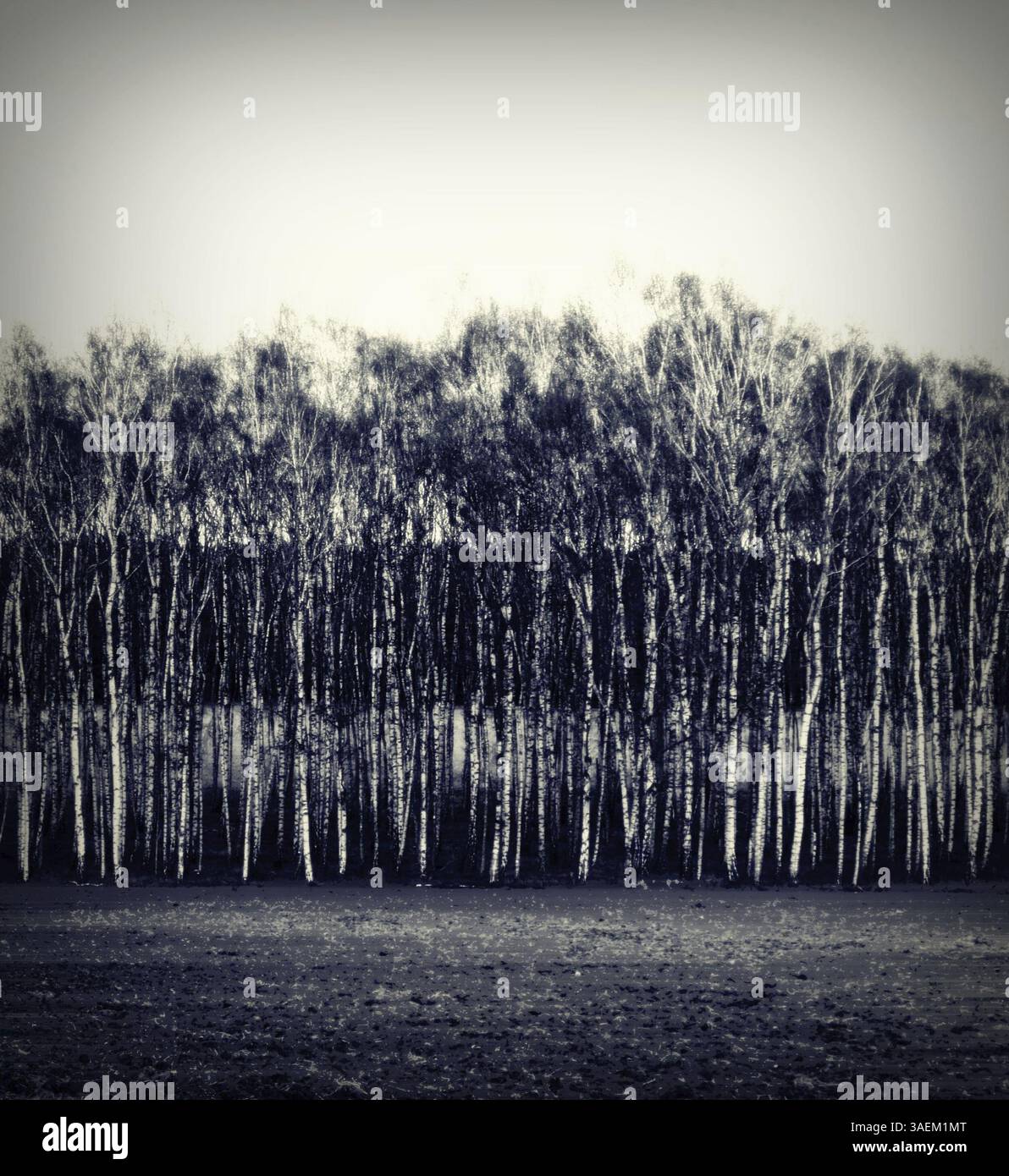 Row of birch trees, resulting in landscape steps and stratifications ...