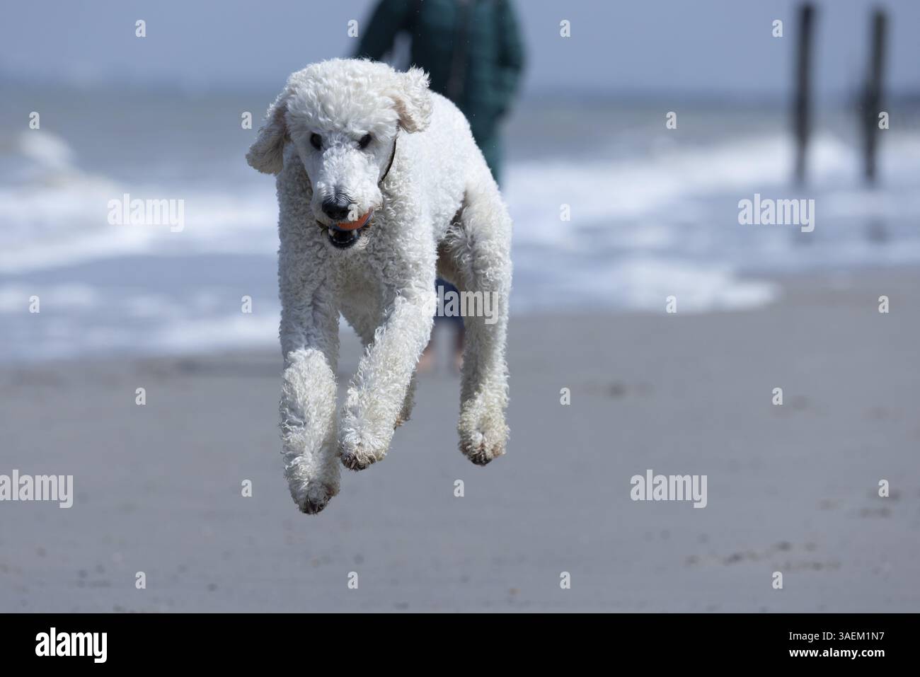 Jumping white dog, king poodle, on the beach catching a ball in the air ...