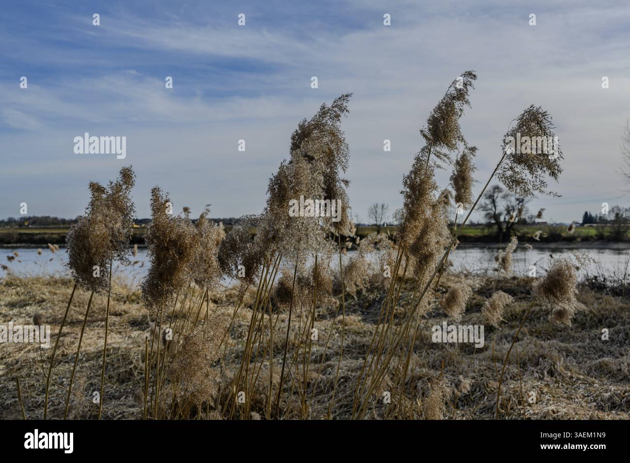 Reed grass blowing in the wind in front of a river under a blue sky ...