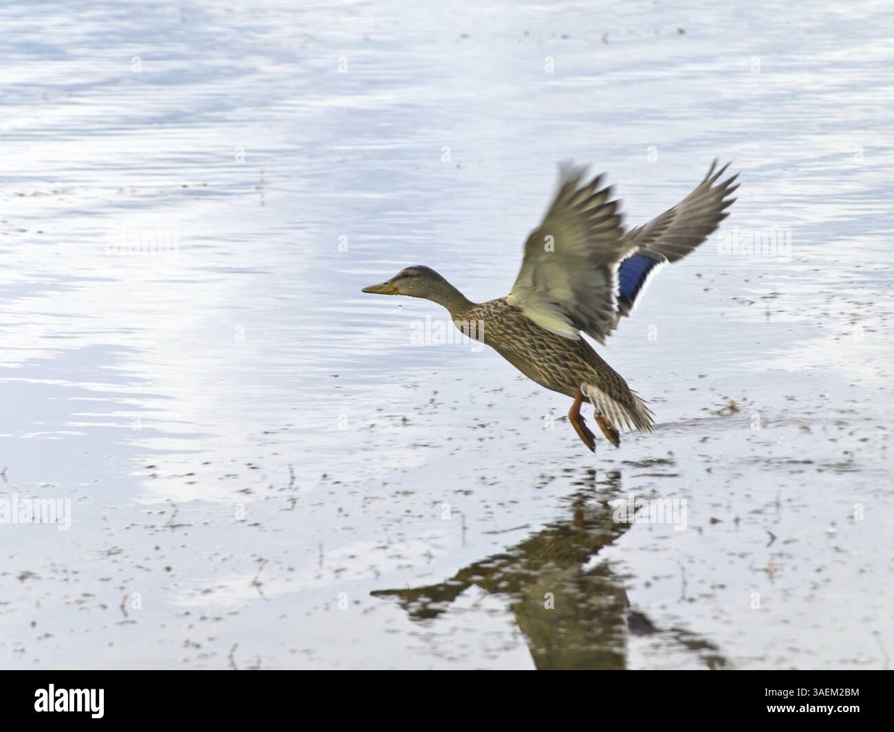 Wild duck flying under water Stock Photo - Alamy