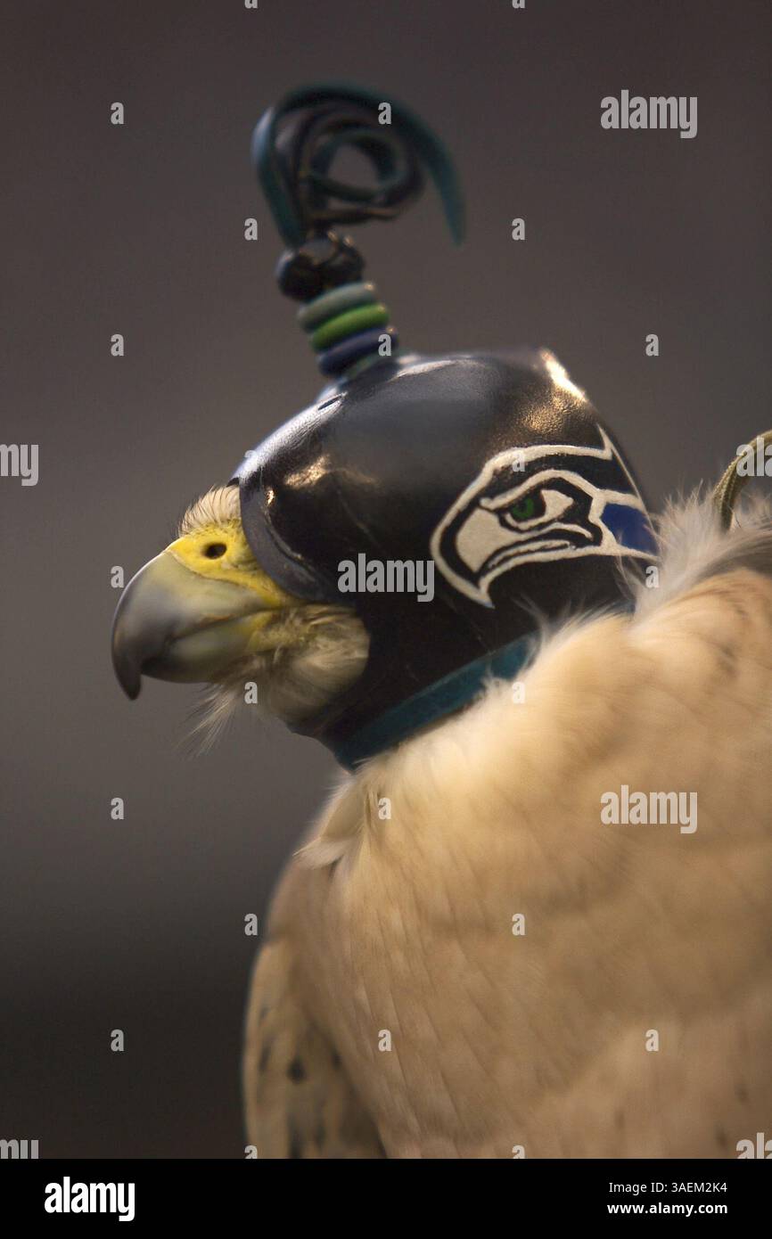 Seahawk mascot hi-res stock photography and images - Alamy