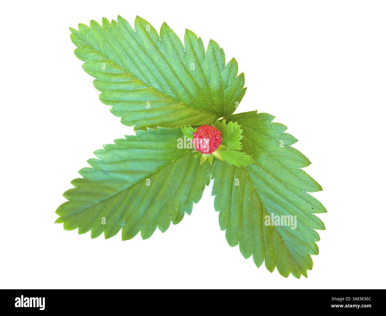 Green strawberry leaves with red strawberry against the white ...