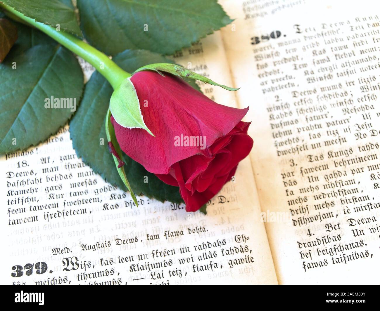 Red rose at the old open book Stock Photo - Alamy