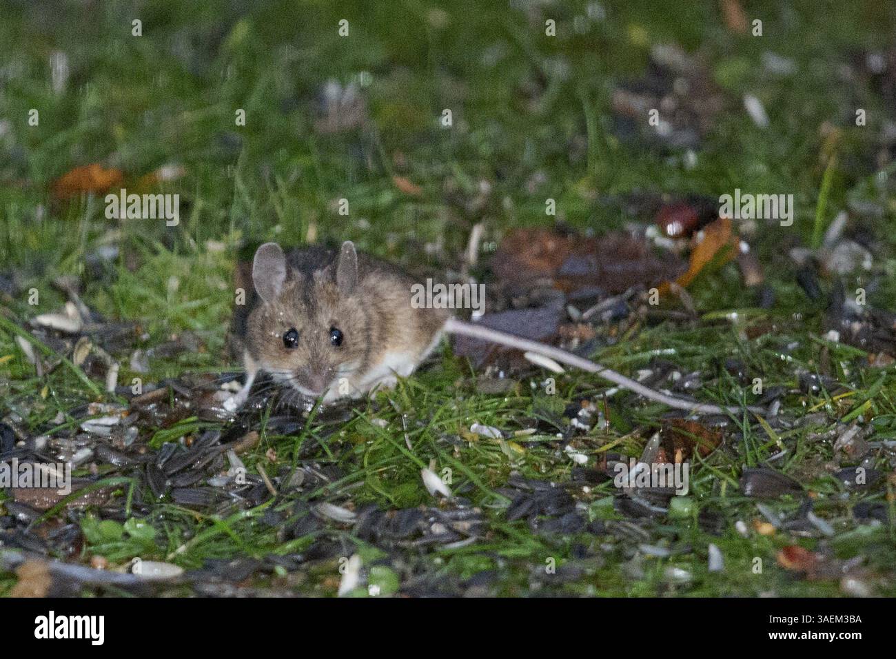 Wood mouse standing in green grass looking from the front Stock Photo ...
