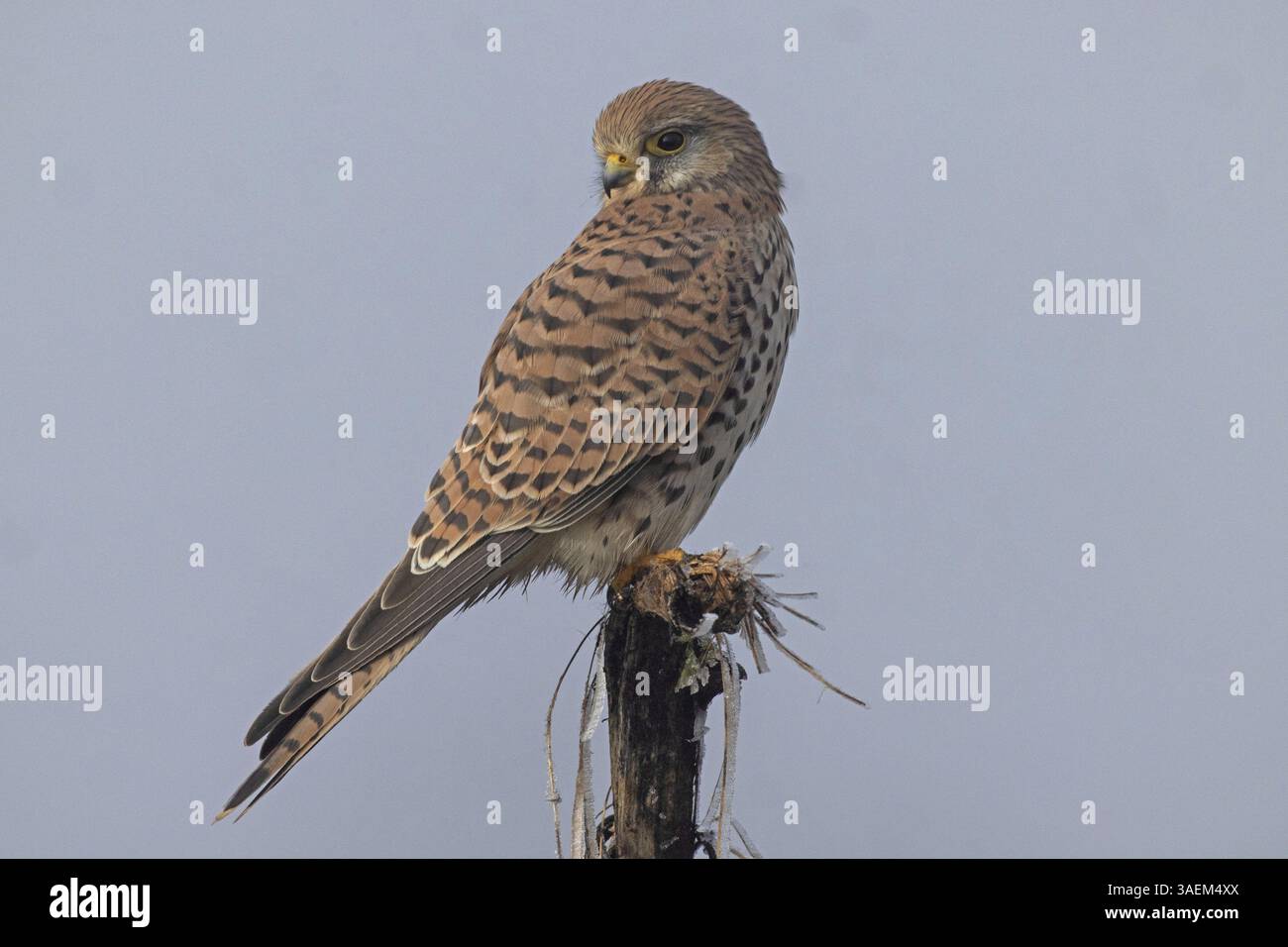 Kestrel female sitting on post looking back left in front of blue sky Stock Photo - Alamy