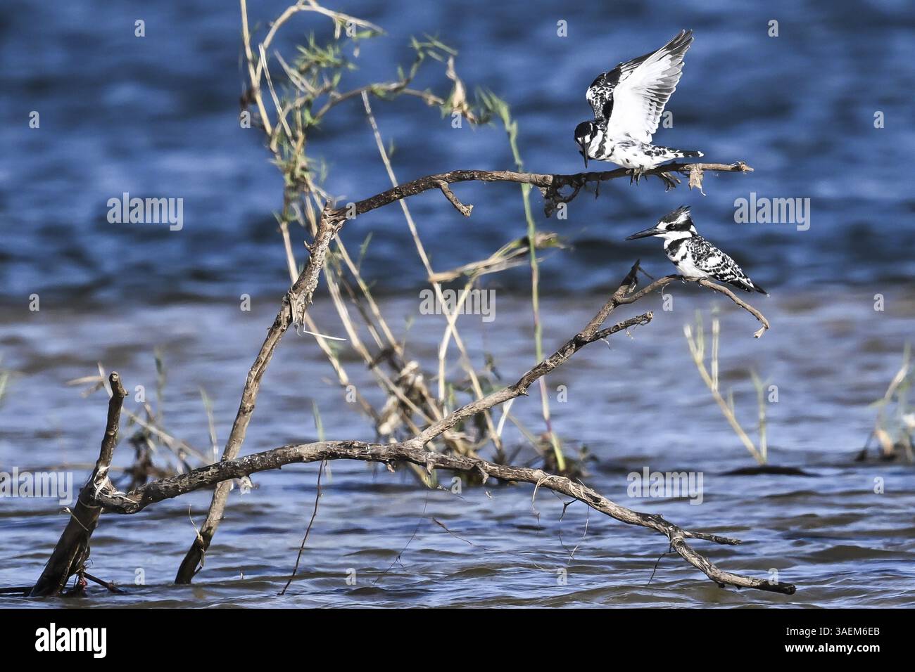 Grey Kingfisher (Ceryle rudis), Okavango, Bwabwate National Park ...