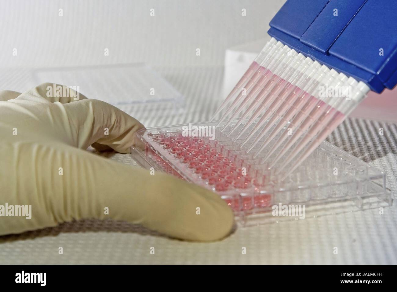 Scientist using blue multi-channel pipet for pipetting a 96 well plate ...