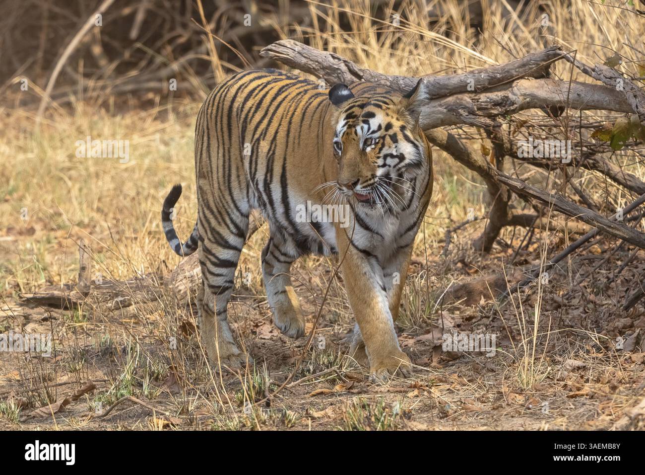 Tiger (Panthera tigris), Bengal tiger or Indian tiger, big cat ...