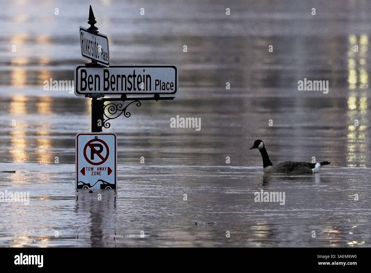 A Canada goose swims in the rising Ohio River at the intersection of ...