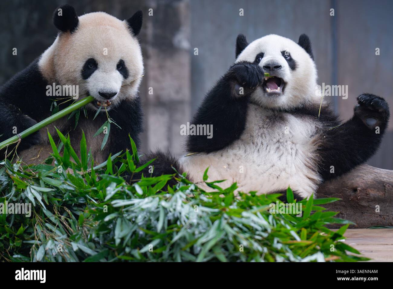 Giant pandas play at Chongqing Zoo in Chongqing, China on April 6, 2025 ...