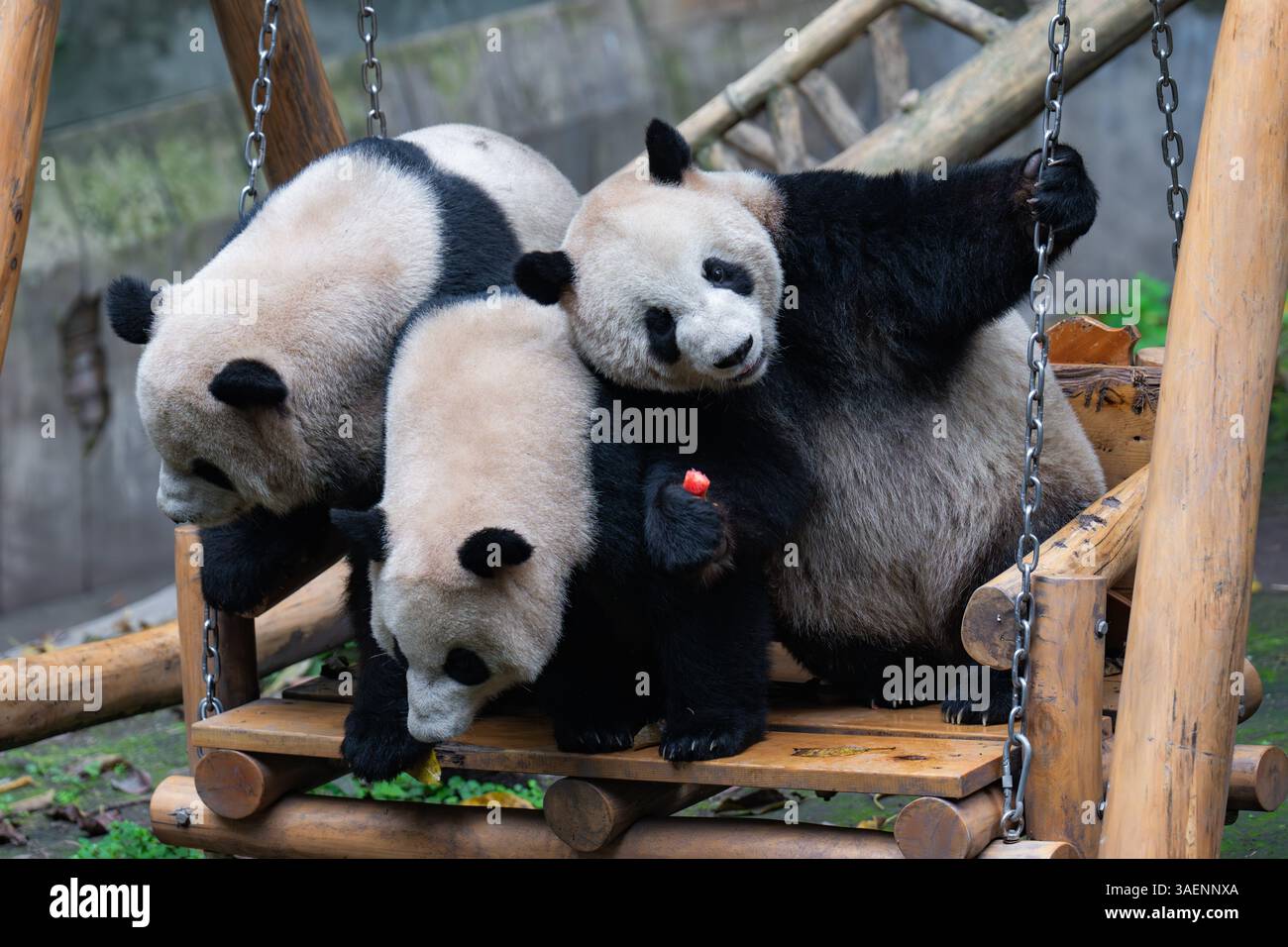 Giant pandas play at Chongqing Zoo in Chongqing, China on April 6, 2025 ...