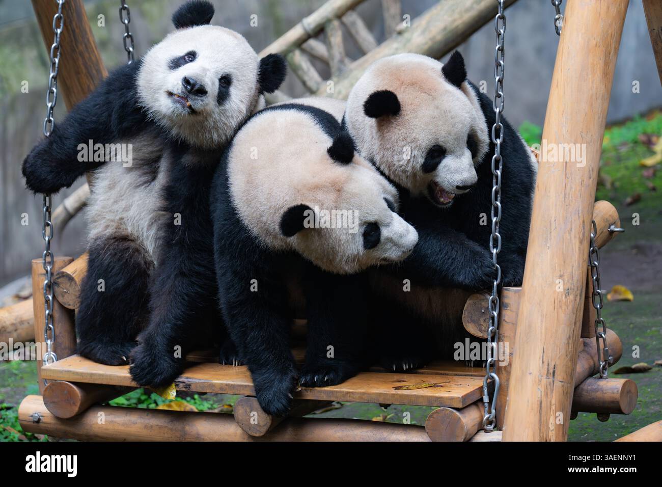 Giant pandas play at Chongqing Zoo in Chongqing, China on April 6, 2025 ...