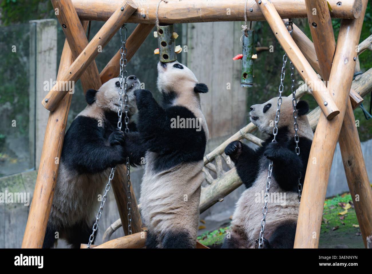 Giant pandas play at Chongqing Zoo in Chongqing, China on April 6, 2025 ...
