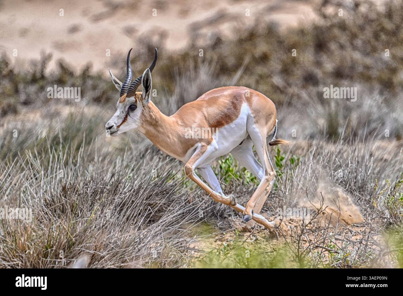Namibian desert africa gemsbok hi-res stock photography and images - Alamy