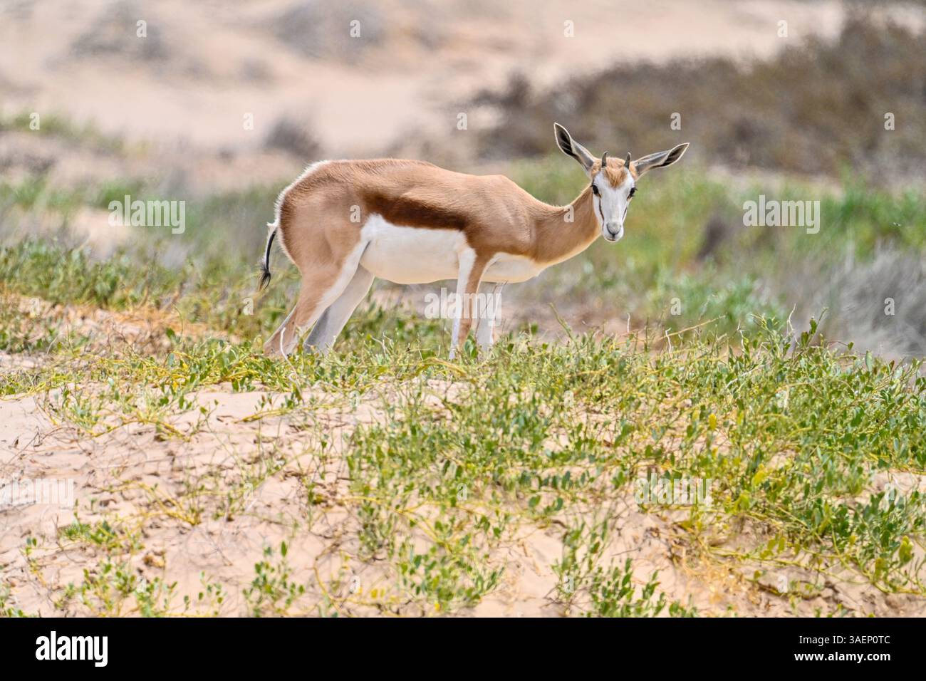 A graceful female Gemsbok (Oryx gazella) navigating the Namib Desert ...
