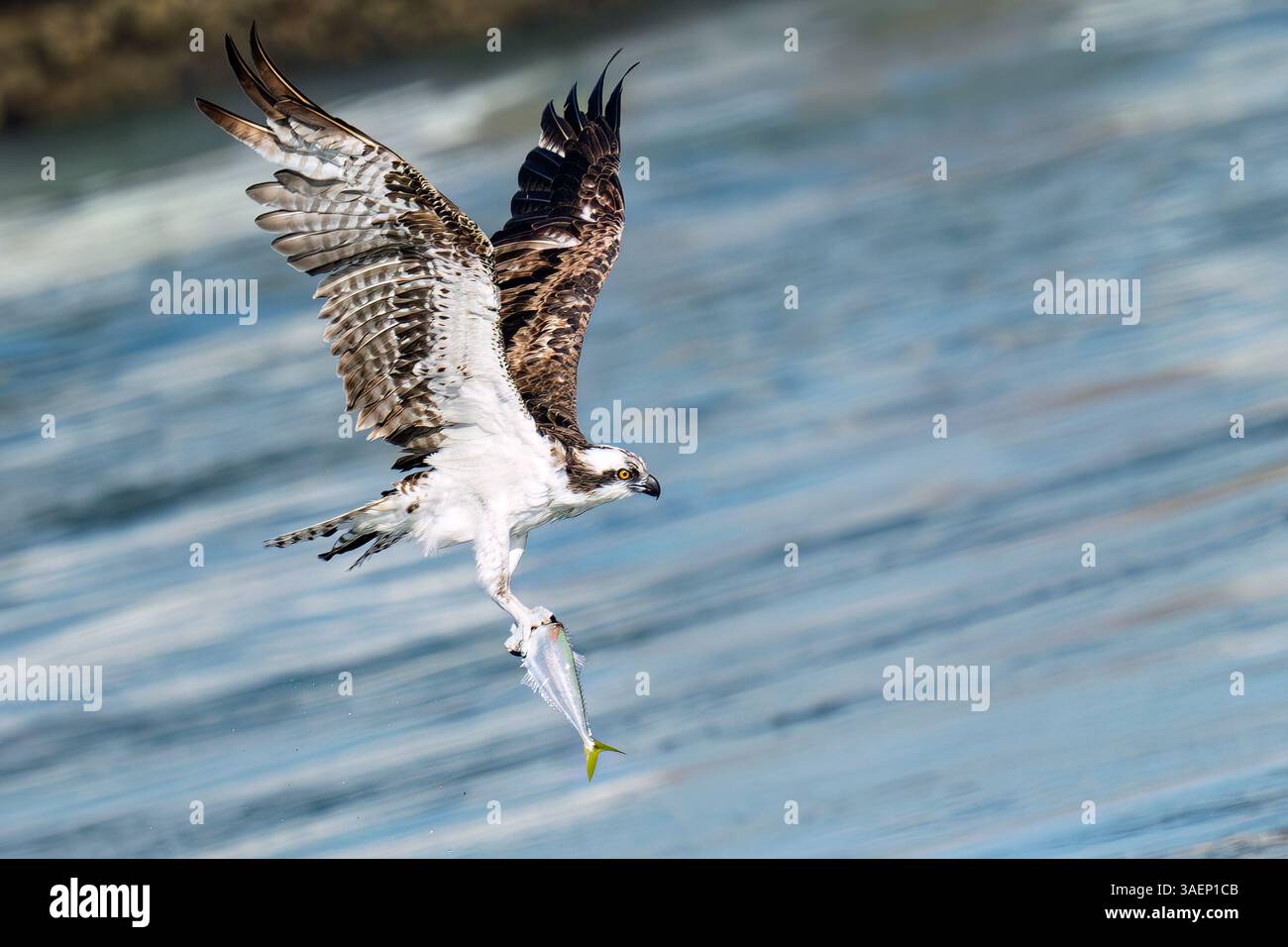 Vero Beach, Florida, USA. 6th Apr, 2025. An osprey with a fish in its ...