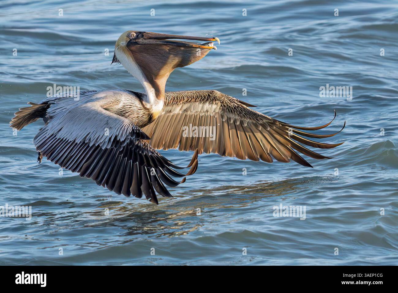 Vero Beach, Florida, USA. 6th Apr, 2025. A pelican with a fish in its ...