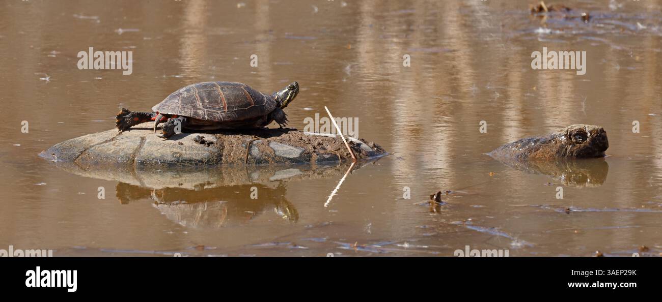 painted turtle (Chrysemys picta), basking on snapping turtle, Chelydra ...