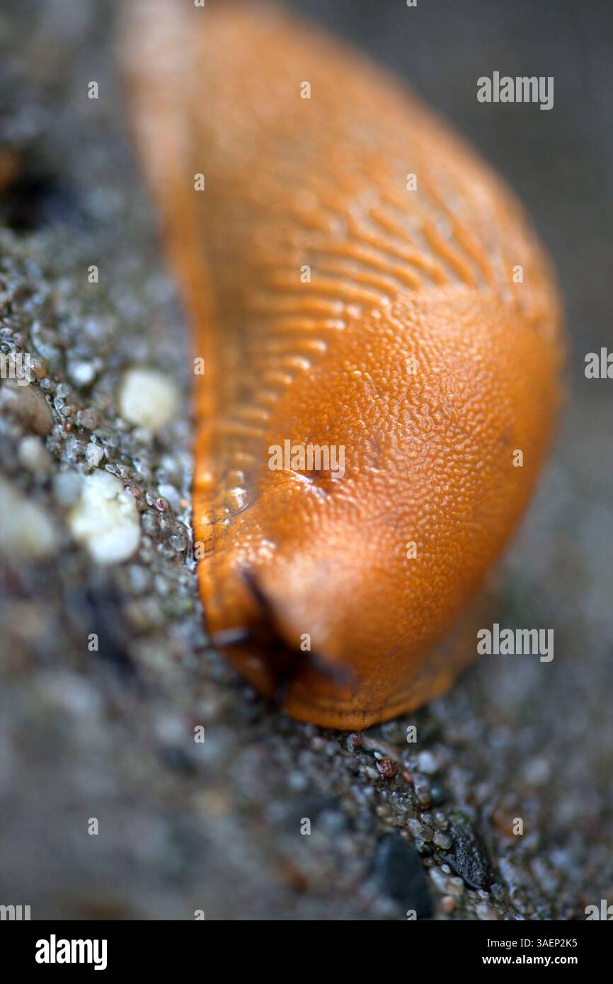 July 17, 2011 - Amsterdam, Netherlands - The red slug, also known as ...