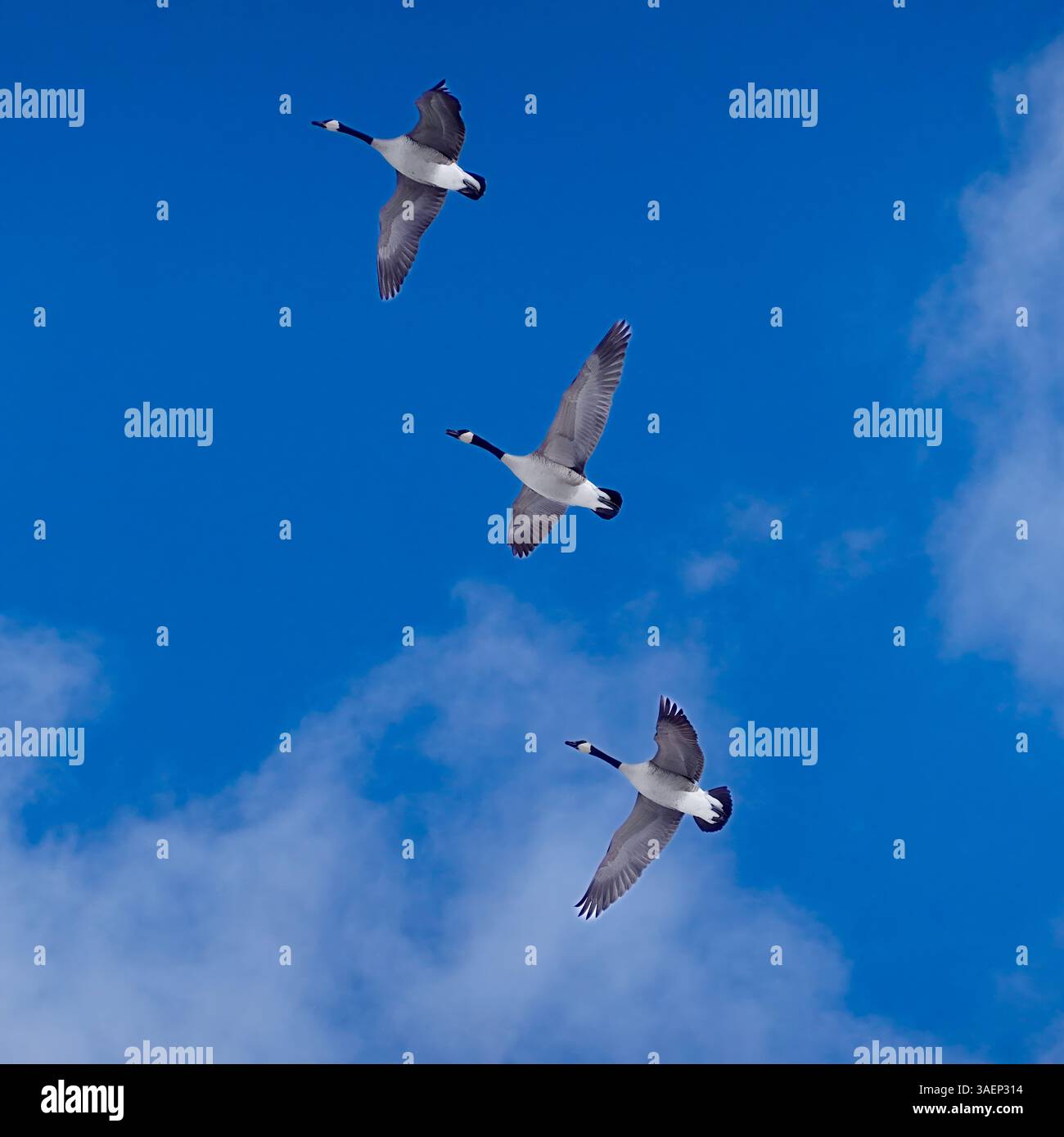 Canada Geese Flight: Trio Against the Blue Sky - Gigapixel Stock Photo ...