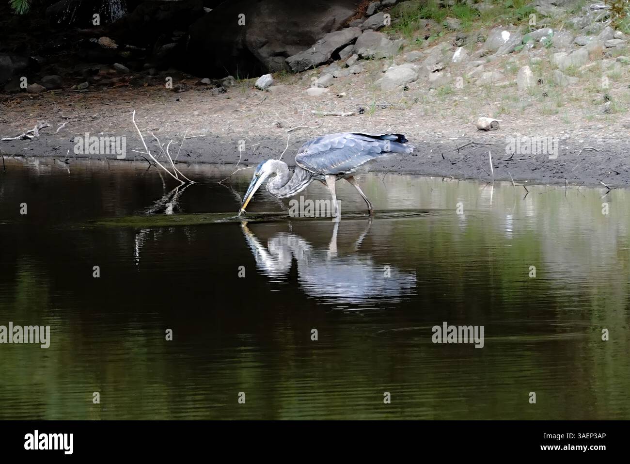 Heron's Strike: Focused Fishing Reflection - Gigapixel Stock Photo - Alamy