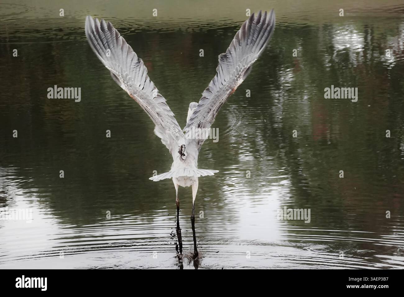 Environmental dynamics hi-res stock photography and images - Alamy