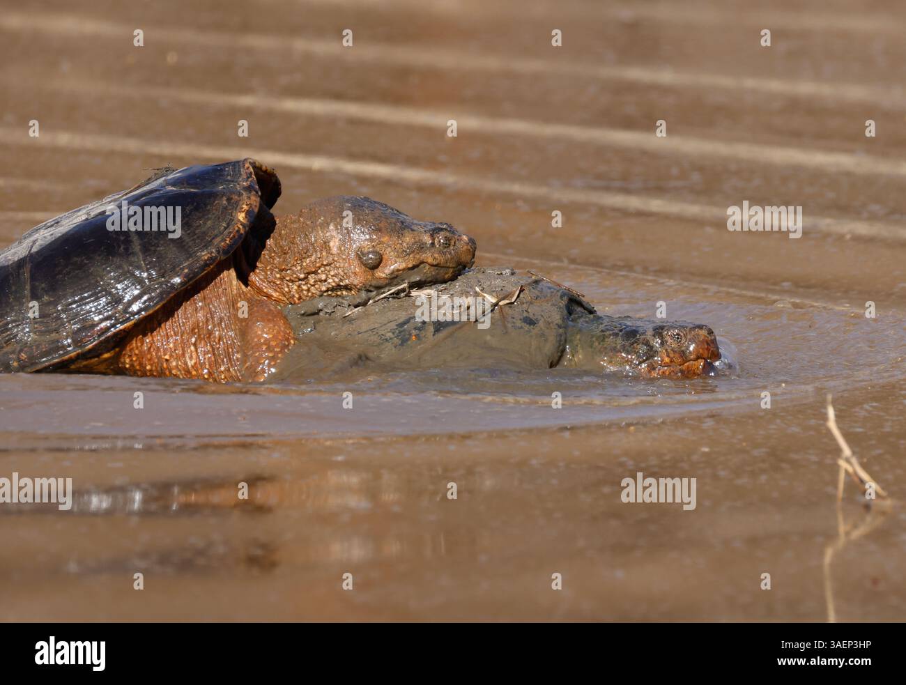 Snapping turtles, Chelydra serpentina, mating, Maryland Stock Photo - Alamy