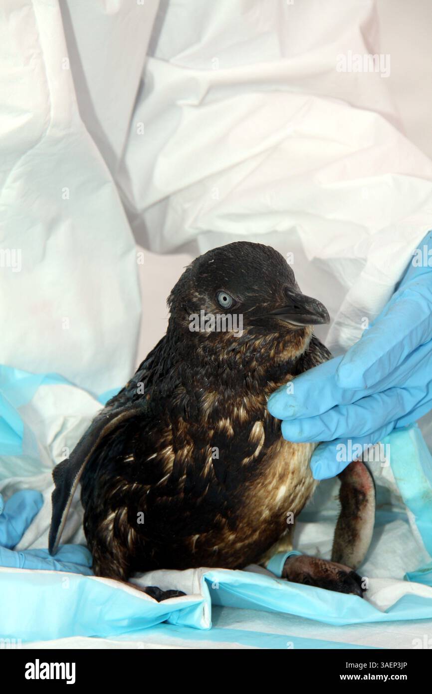 Oct. 11, 2011 - Tauranga, New Zealand - One of the penguins being cared ...