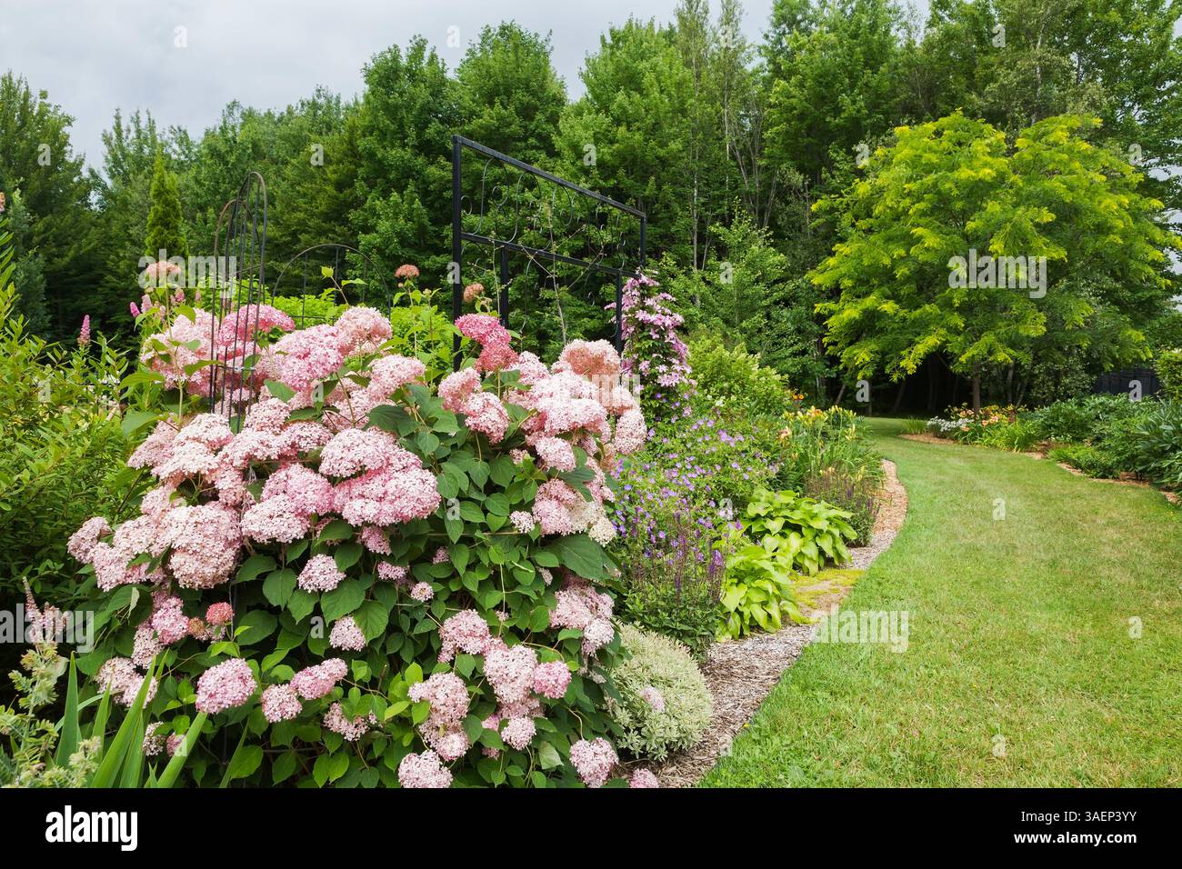 Mulch border with pink Hydrangea arborescens 'Invincible Spirit' shrub ...