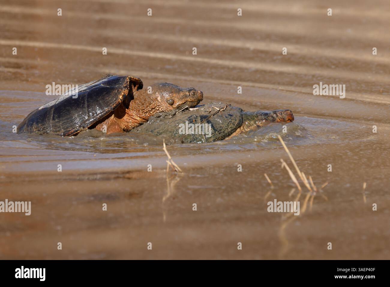 Snapping turtles, Chelydra serpentina, mating, Maryland Stock Photo - Alamy