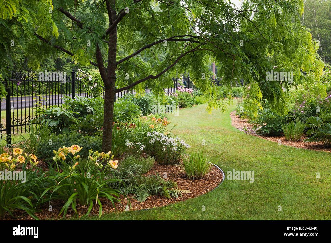 Brown mulch border with yellow Hemerocallis 'Custard Candy' - Daylilies ...
