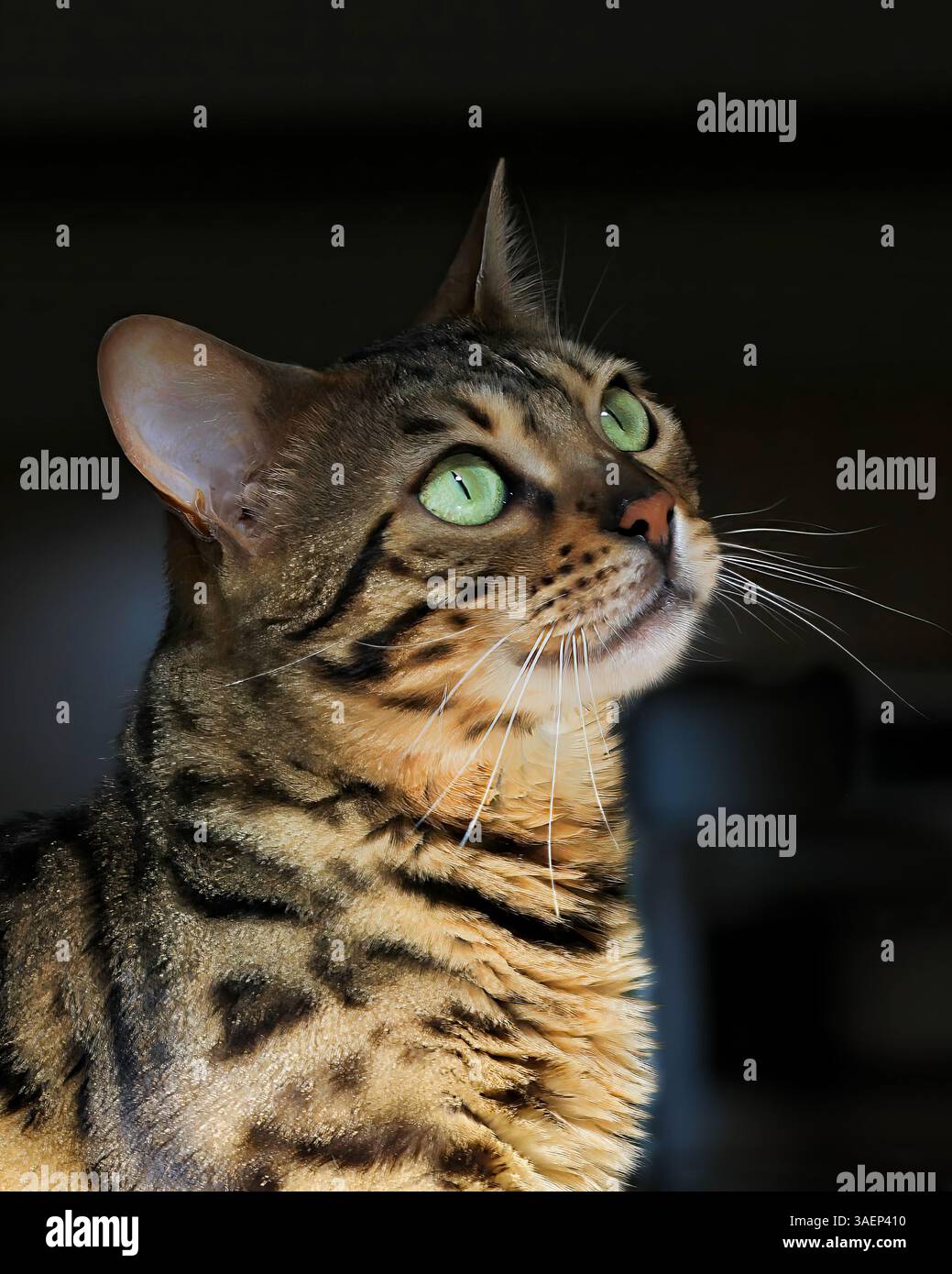 Bengal Cat Portrait: Alert Gaze - Gigapixel Stock Photo - Alamy